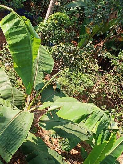 Leaf end is getting twisted. Any remedy. | Community | Plantix