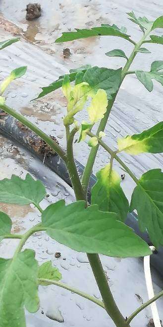 the upper lea turn to yellow. is it iron deficiency or nitrogen ...