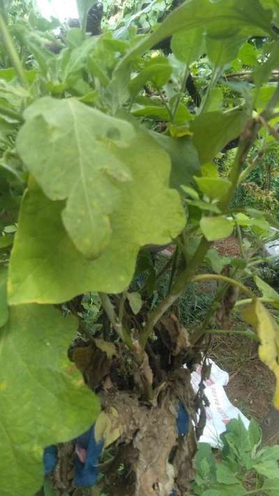 Podhe ki Pattiya pili panda our fal na lagna | কমিউনিটি | প্ল্যান্টিক্স