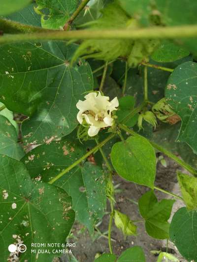 Pattilo eepurugu chala undi emamectin benzoate 5sg vadanu | కమ్యూనిటీ ...