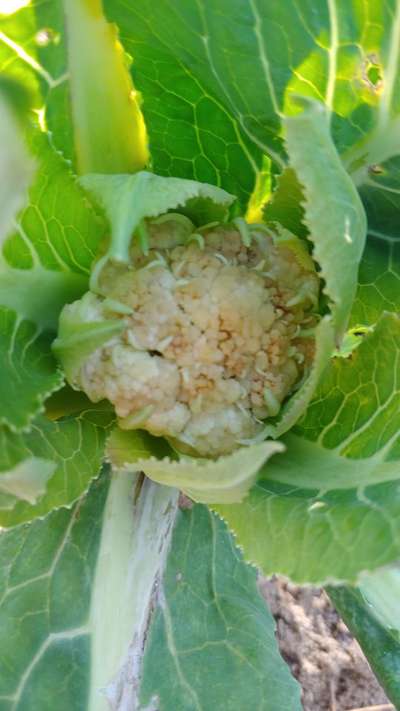 Cauliflower heads turning brown/mushy. Help! | Community | Plantix