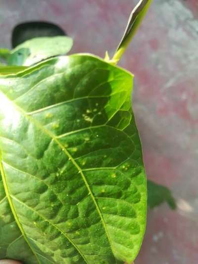 What are these spots on beans leaves? | Community | Plantix
