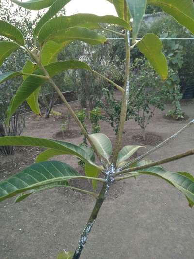 Is This is Dieback Effect in my newly grown mango plant | Community ...