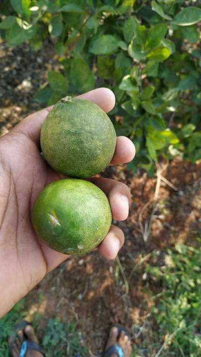 Bathai kayalu ila avutunnai colour | సంఘం | ప్లాంటిక్స్