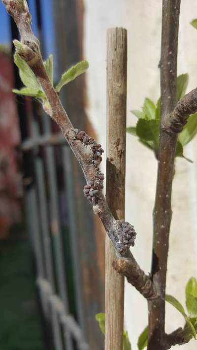 Young apple with type of mould or rot on stem | Community | Plantix