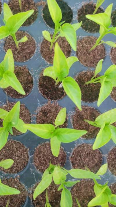 Yellow nursery and undeveloped root | Community | Plantix