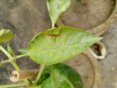 Which disease is this in my capsicum Leaves. If you know what is it's ...