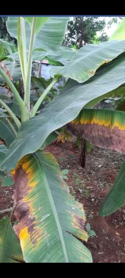 வாழை மரம் இவ்வாறு உள்ளது. இதற்கு என்ன செய்ய வேண்டும் | சமூகம் ...