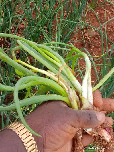 Ulli gadda Khuli pothumadi | சமூகம் | பிளான்டிக்ஸ்