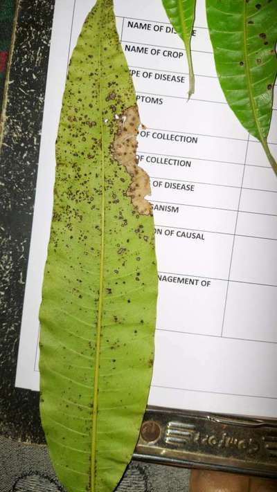 Which disease is this | Community | Plantix