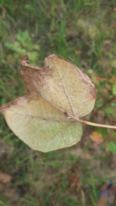 Why the leaves of cotton became brown in colour | Community | Plantix