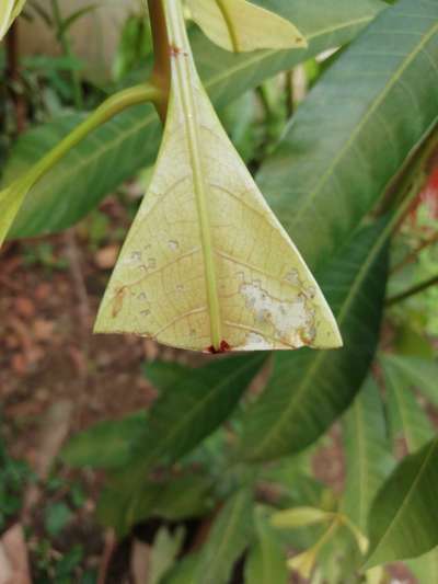 Is it thrips? Kindly provide solution to the problem | Community | Plantix