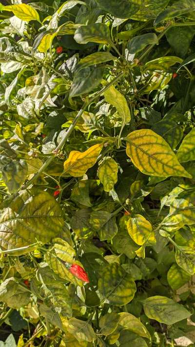Pimenta caindo as folhas e frutos e folhas amarelas. | Comunidade | Plantix