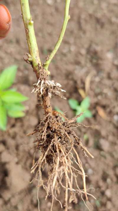 Please diagnose the disease and let us know the remedy and the best ...