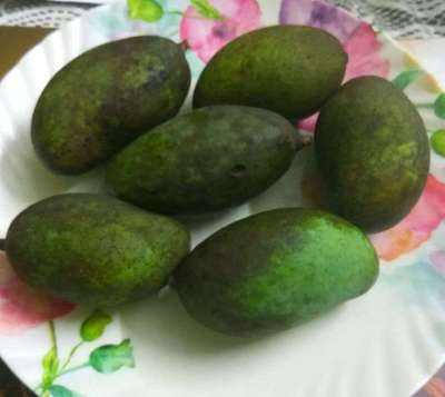 What is the problem with my mango? | Community | Plantix