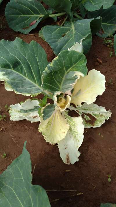 I have a 4-week old cabbage plant that is showing extreme signs of ...