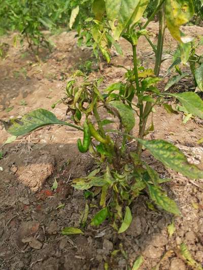 Which disease is this in chilli | Community | Plantix