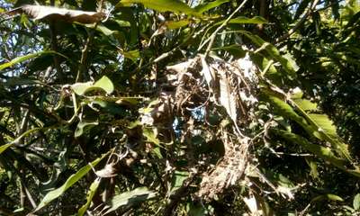 Mango tree has leaves with these wilted condition here and there ...