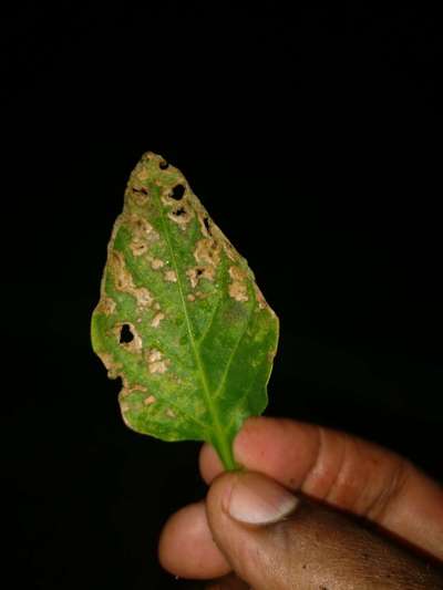 Disease on capsicum | Community | Plantix
