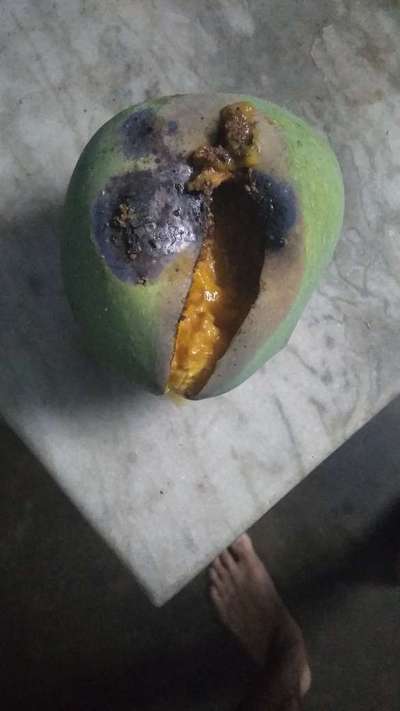 What is this disease of the mango? | Community | Plantix