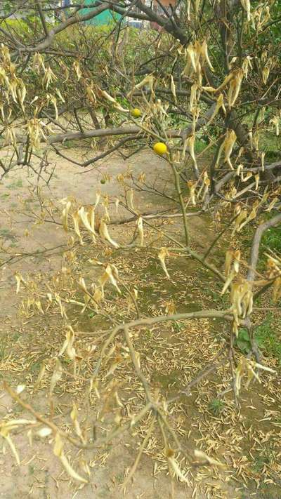 Orange tree withered within 2-3 days. | Community | Plantix