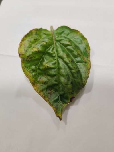 Dark spotting on leaves, what could be the cause? | Community | Plantix