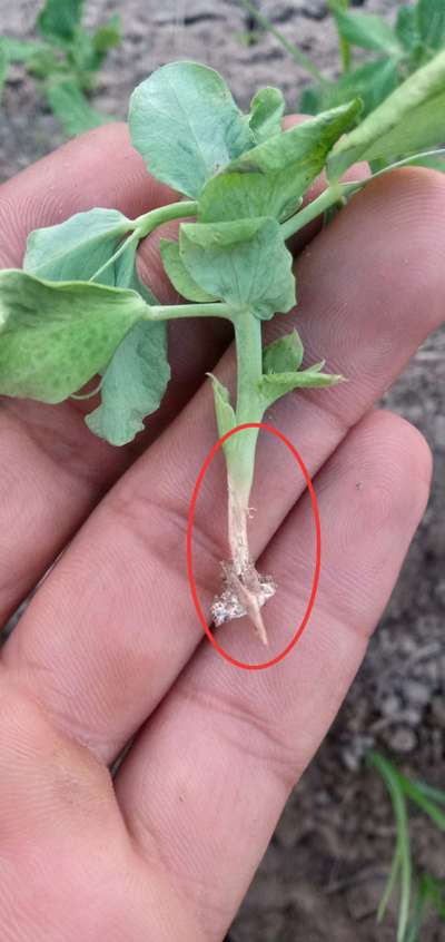 Root is turning white. | Community | Plantix