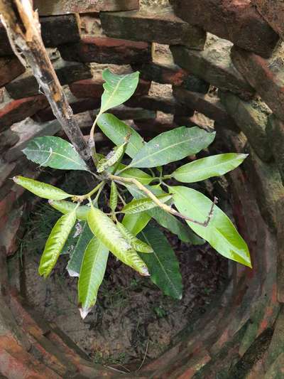 I have been observing my plant since along time I guess it its growth ...