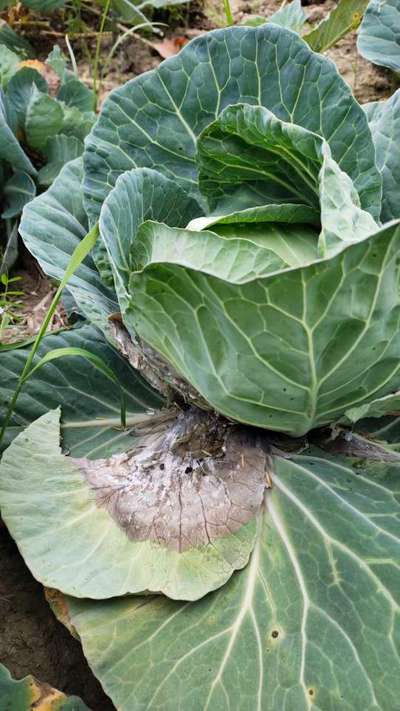 What insecticide should be used in cabbage farming? | Community | Plantix