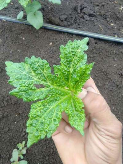 Which type of virous....??? What we have to do...?? Lady finger leaf ...