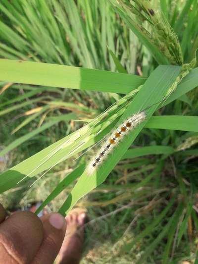 Caterpiller damaging rice crop. The caterpillar is not commonly seen ...