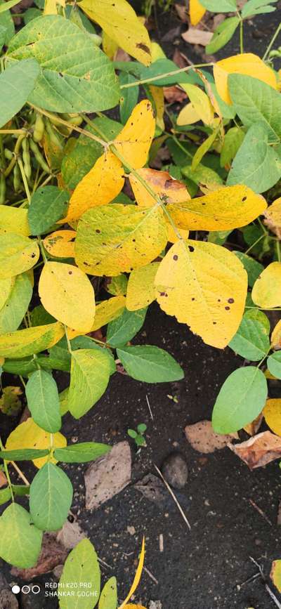 Soyabean leaves turn yellow in colour ....what is the reason ...