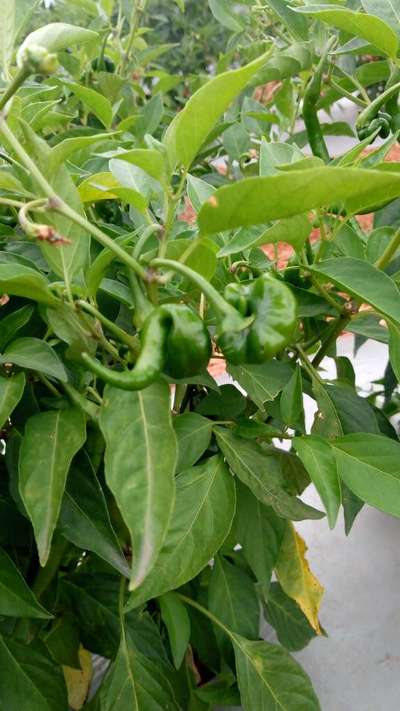 Chilli is not straight total crop look like same what is recommended ...