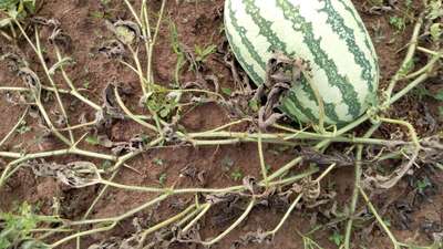 My fellow farmers help me diagnose the problem with my rotting ...