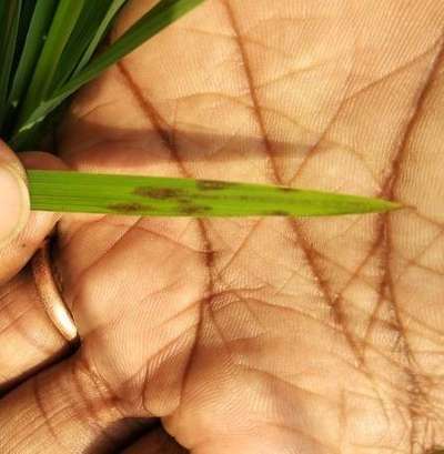 This is Paddy crop in which I found this symptoms please tell me the ...