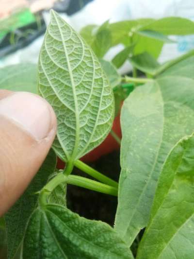 Y is my beans leaf so much wrinkled ? Is it shivering ? | Community ...