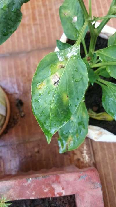 How to get rid of these yellow and brown spots in my Capsicum plants ...