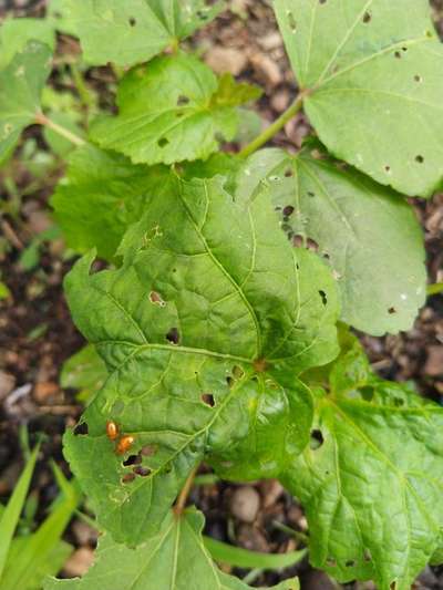 I found insects on my okra plant. What are their names? | Community ...