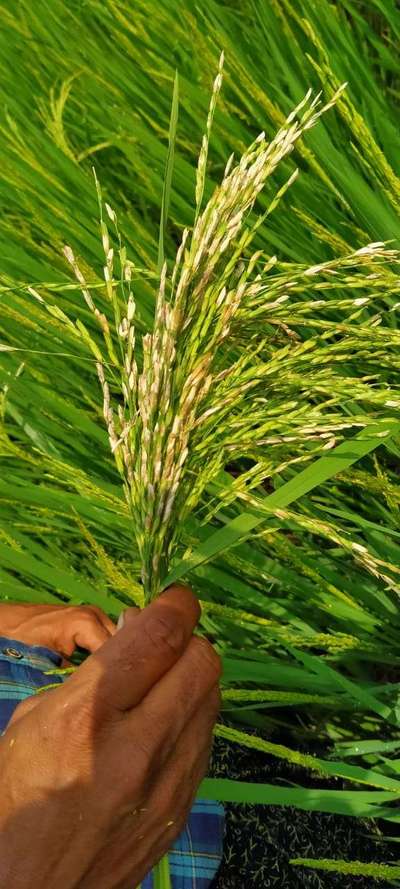 Paddy crop pest / Disease problem | Community | Plantix