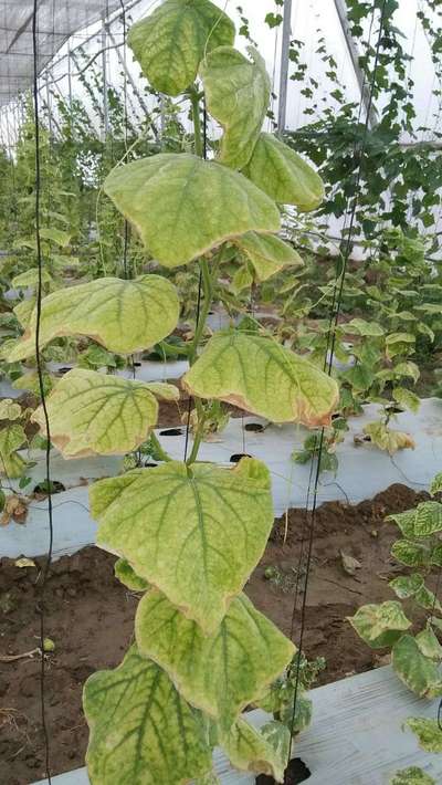 What are the exact problem with my cucumber plants | Community | Plantix