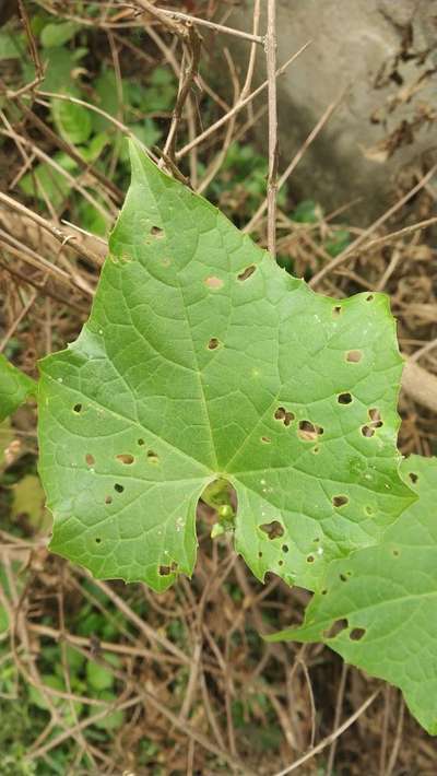 Which disease is this in ridge gourd ? | Community | Plantix