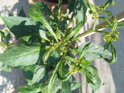 Curling of Chilli leaves, what solution for this? | Community | Plantix
