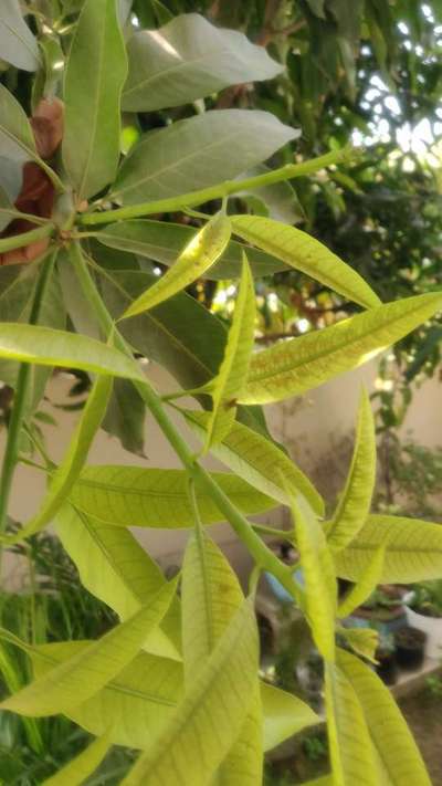 Kindly identify mango plant disease as new leaves get yellow spots and ...