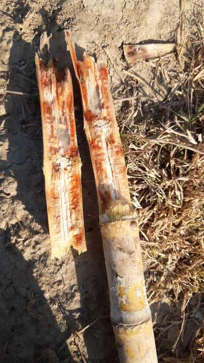 Is it red rot of sugar cane??? | Community | Plantix