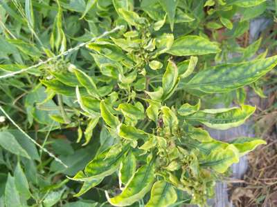 Curling of Chilli leaves | Community | Plantix