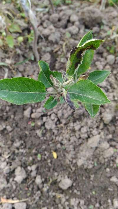 Disease and treatment ? | Community | Plantix