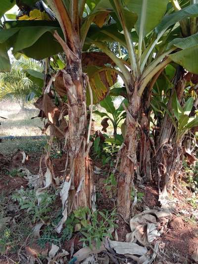 what is this disease? Any suggestion for preventing it ? | Community ...