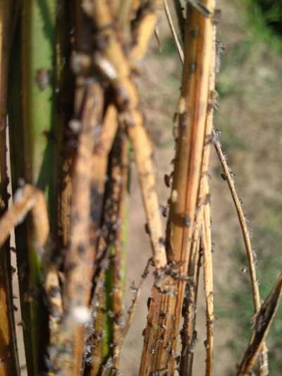 Rice crop is affected heavily by mosquitoes and getting dried.suggest ...