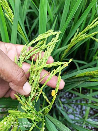 Solution to this fungus in paddy crop ?? | Community | Plantix