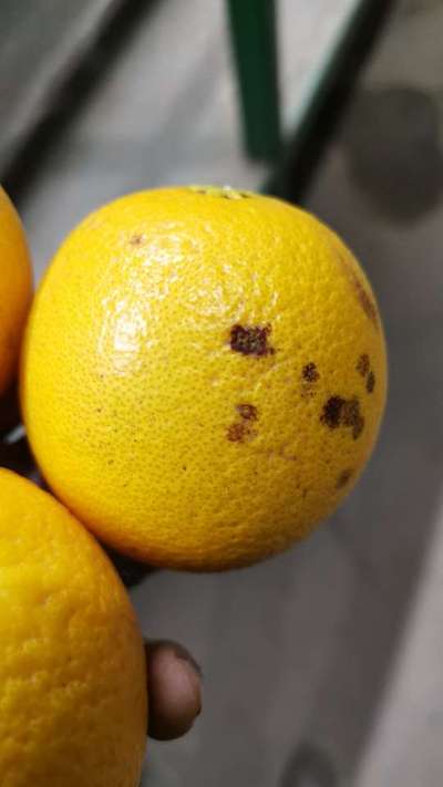 What is this red spots in orange? | Community | Plantix